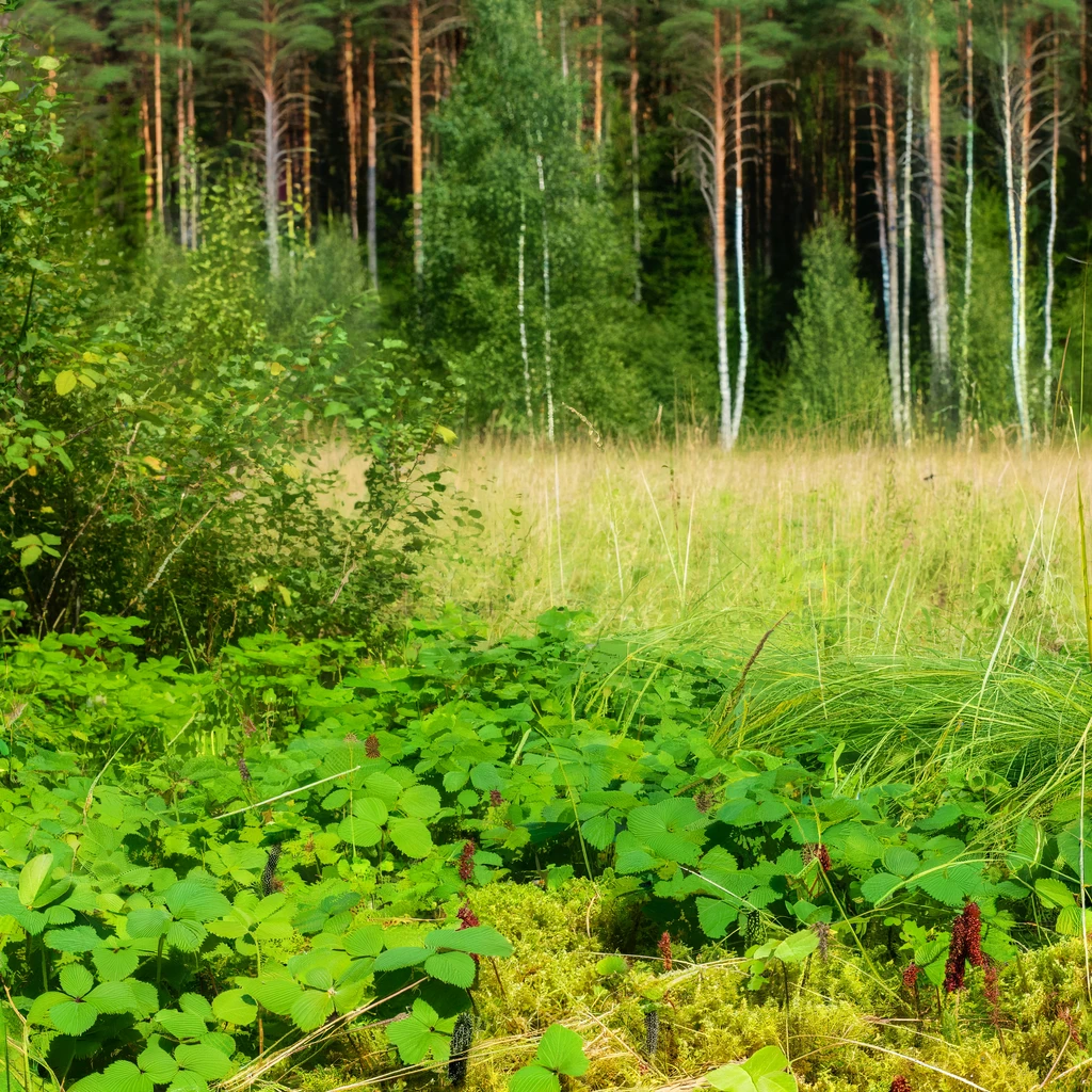 Beheer van Bosranden voor een Rijkere Biodiversiteit - EcologischDuurzaam